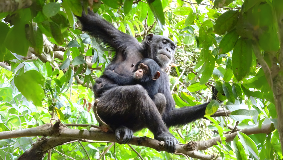Chimpansees - Jane Goodall Institute België